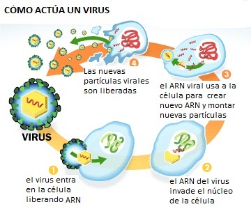 Los Virus: Contenidos virus