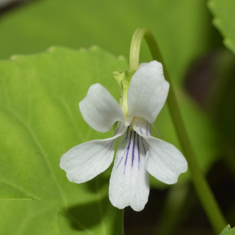 Species New to Science: [Botany • 2020] Viola umphangensis (Violaceae ...