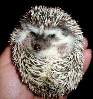 Everything About Pets: Mini Hedgehog (Kind of Mini Hedgehogs)