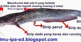 Bagian Bagian Pada Lele | Ternak Lele