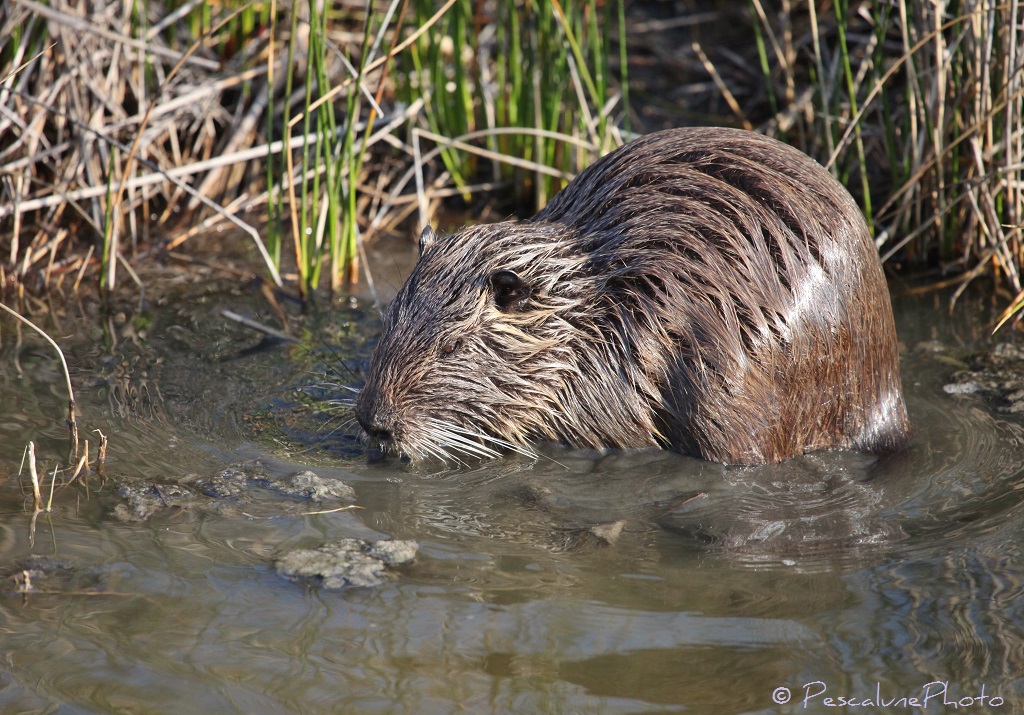 Pescalune Photo: Ragondin (Myocastor coypus), Nutria