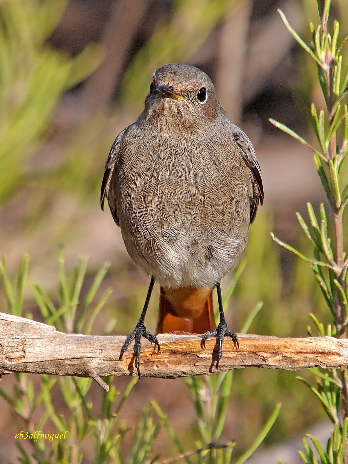 Miguel fotografia: Colirrojo tizón (Phoenicurus ochruros)