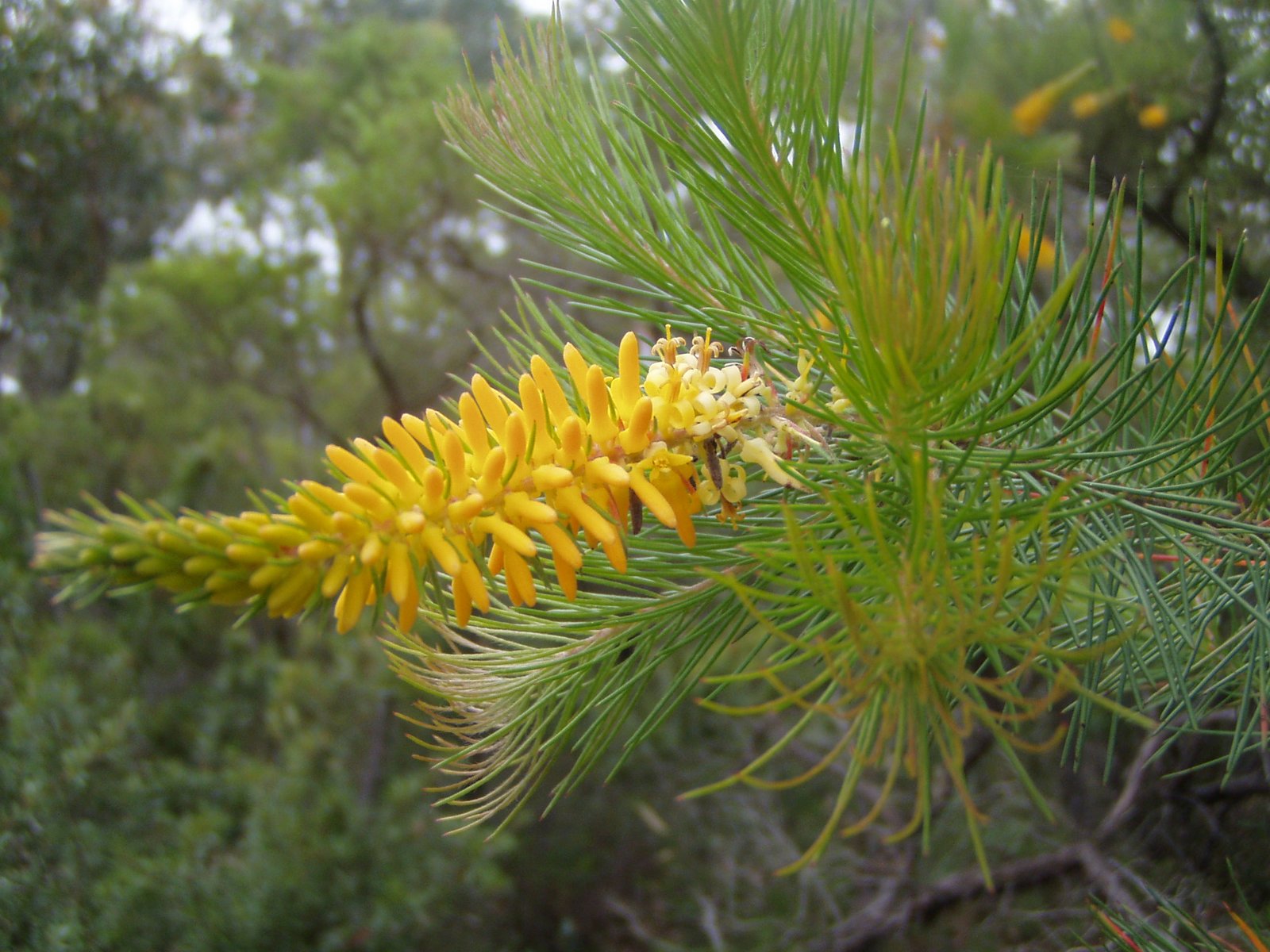 Sydney's Wildflowers and Native Plants: Persoonia pinifolia - Pine-leaf ...
