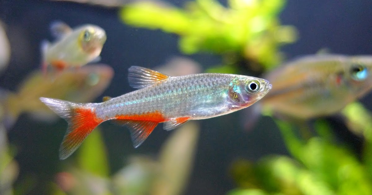 紅翅紅肚燈 Aphyocharax anisitsi