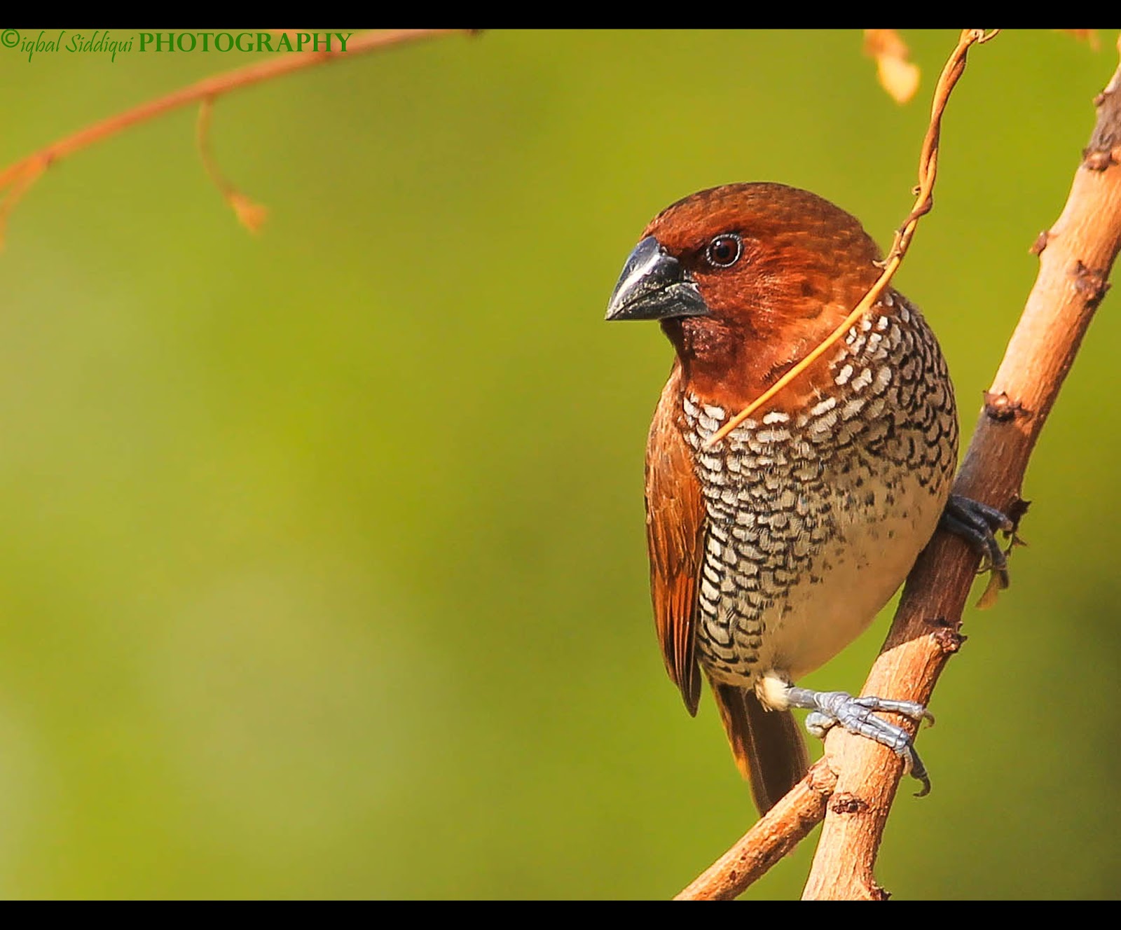 Story through my lens: Scaly-breasted Munia (Lonchura punctulata)