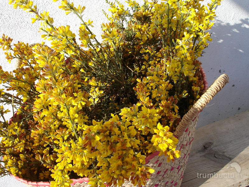 trumbuctu: carqueja em flor