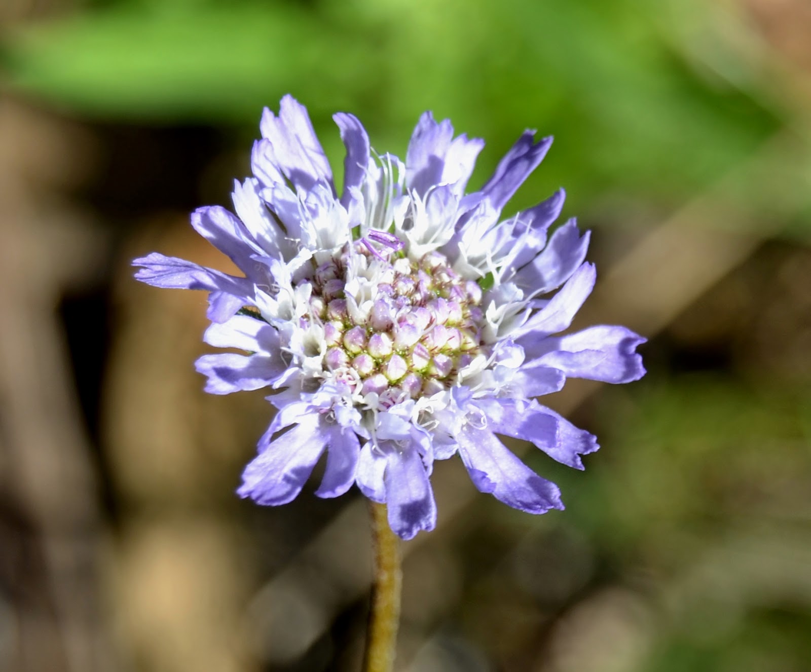 Flora da Serra da Arrábida: Pycnocomon intermedium