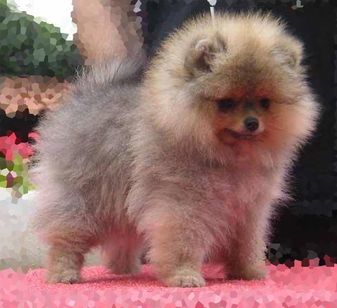 I cani più belli del mondo: SPITZ