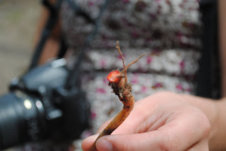Wild Burlington: Blood Root (Sanguinaria canadensis)