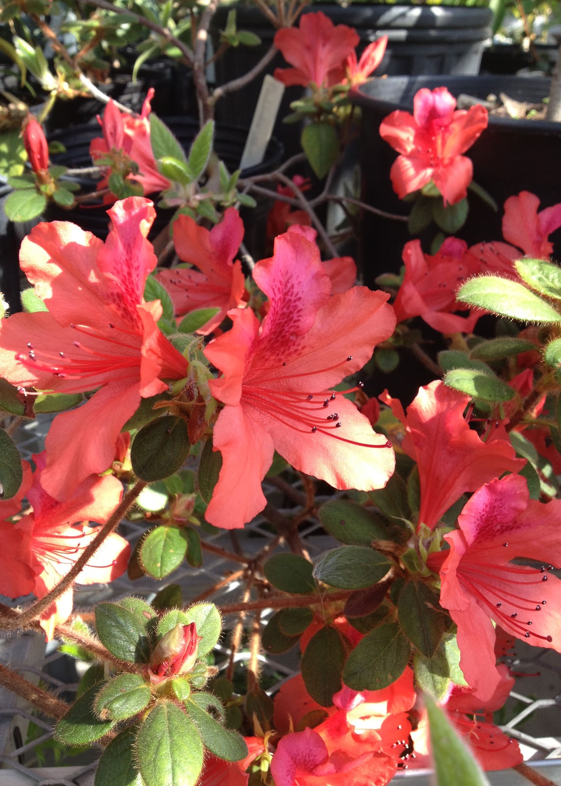 gardens@duke: Spring Plant Sale: photo preview