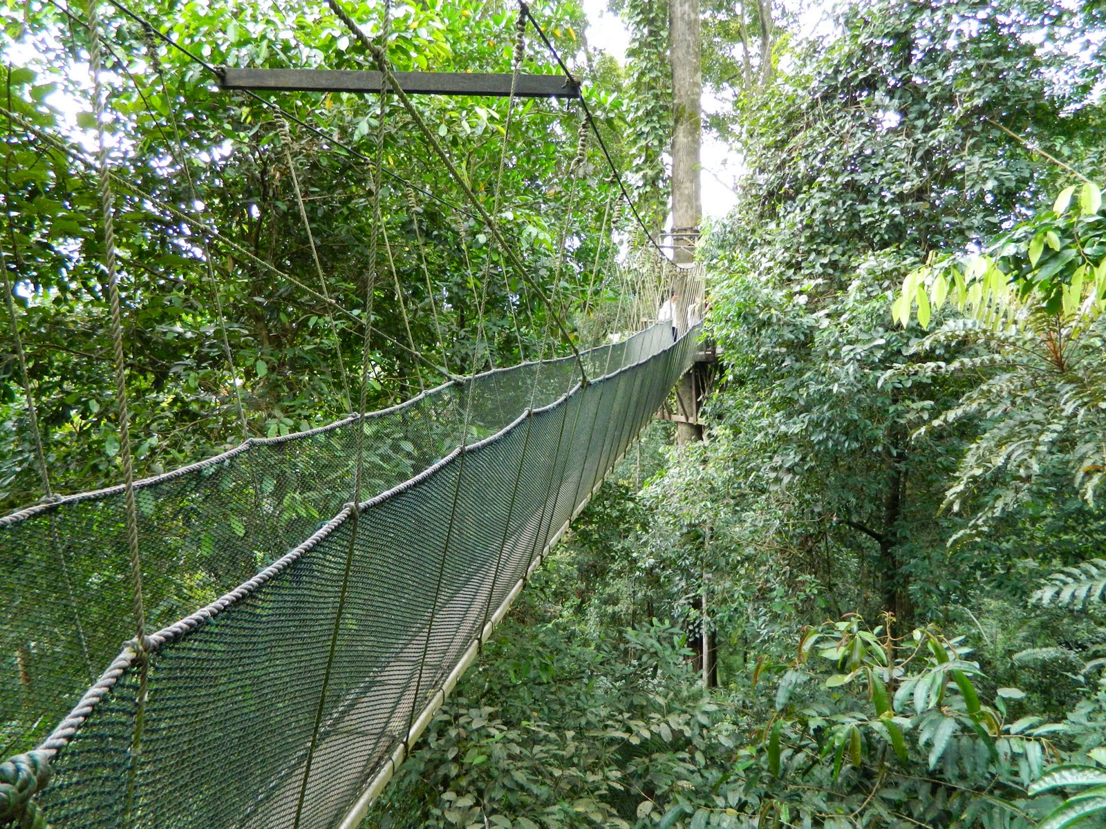 Rainforest Of Borneo: Kinabalu Park & Poring Hot Spring (full day)