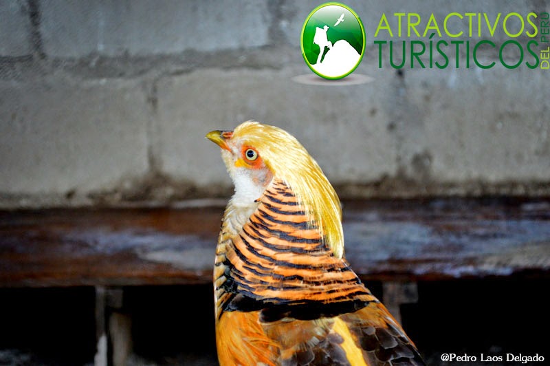 Faisán amarillo | Atractivos Turísticos del Perú