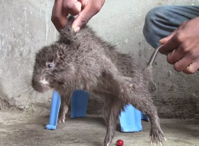 ATACANDODIGITAL.COM |: CAUSA REVUELO HALLAZGO DE JUTÍA EN YERBA BUENA