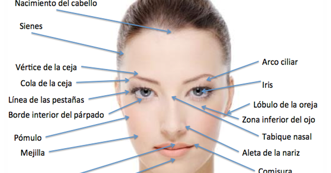 Make Up Artist Francisca Menares: Partes del Rostro