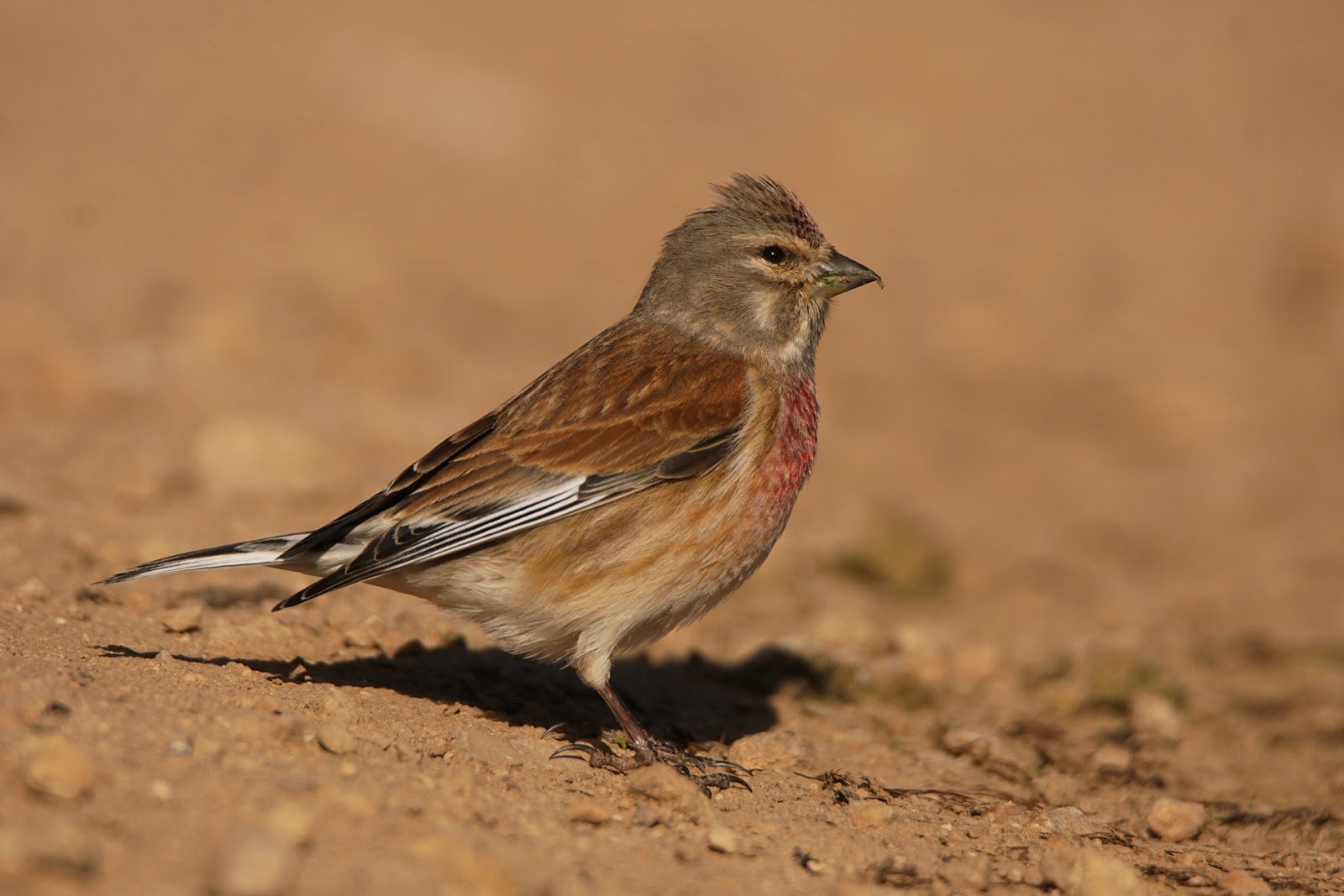 Pasión por las aves: Pardillo común,(Carduelis cannabina)