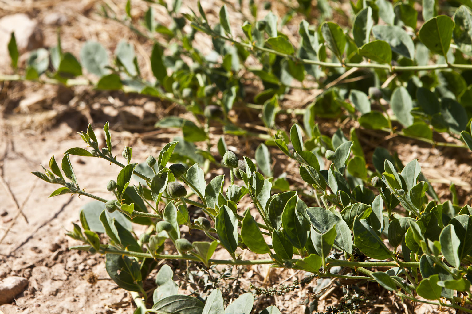 Gastronomía popular jumillana: Tápenas, tapenones y tallos