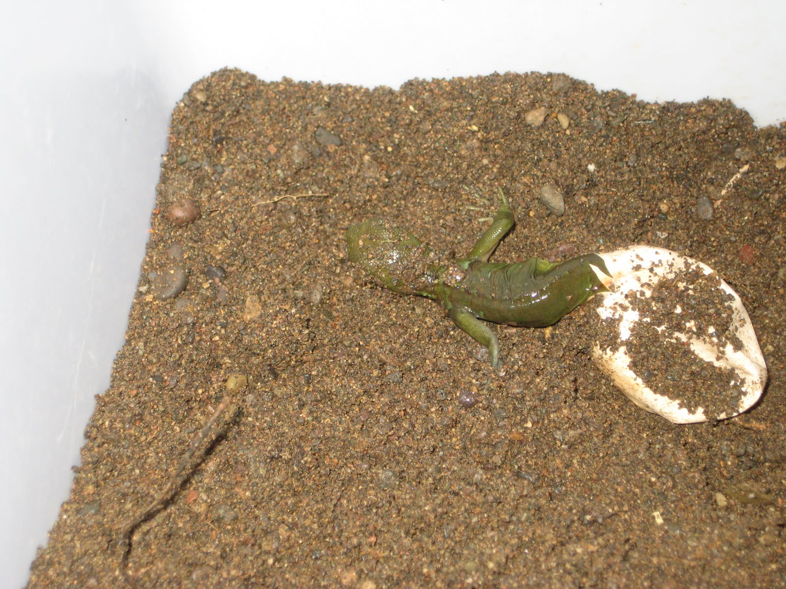 Alazan Home Owners Association - Blog Site: Green Iguana Eggs Hatch