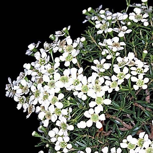 Всё о бегониях и не только...: Бабингтония / Саннанта (Babingtonia ...