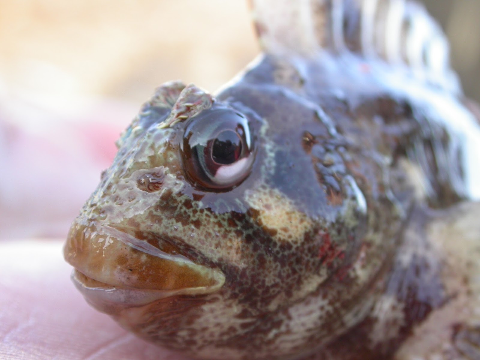 When fish have antlers | Sussex Wildlife Trust