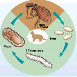 Kumpulan Makalah: penjelasan tentang Pijal Tikus Oriental (Xenopsylla ...