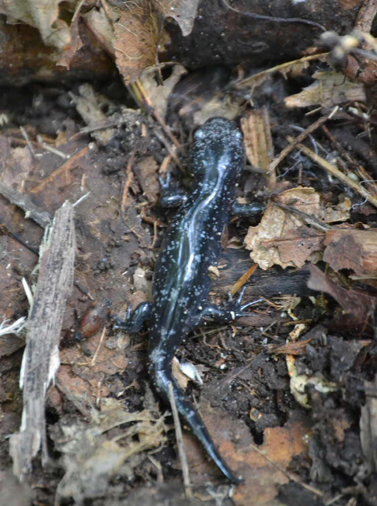 Woods Walks and Wildlife: Salamanders and Fungi and Other Ground ...