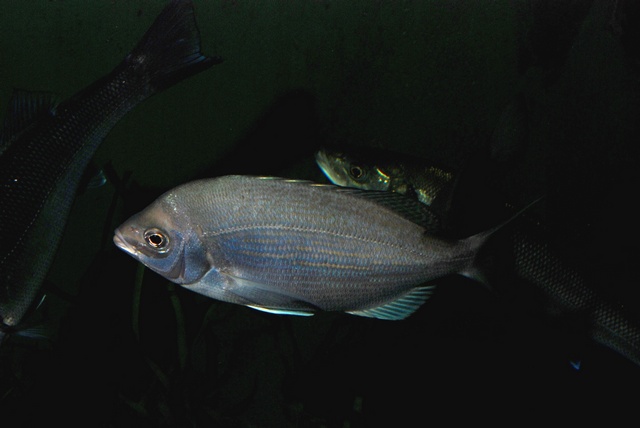 Artes de Pesca: VAMOS A PESCAR PAÑOSO PARTXIMIKI PANCHA O CHOPA