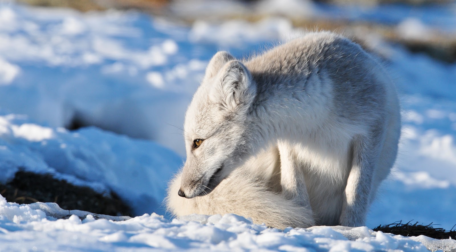 Roger Brendhagen: Fjellrev