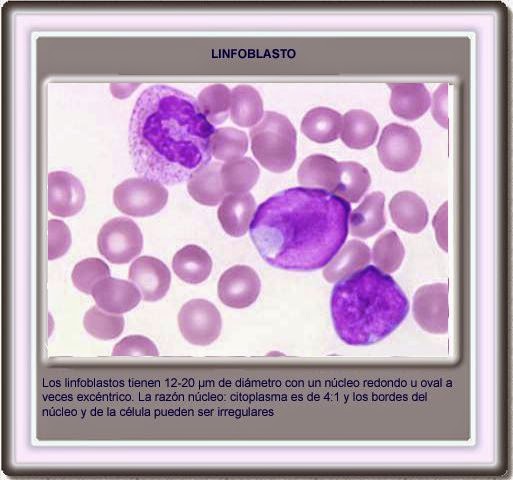 Atlas de Células Sanguíneas : septiembre 2014