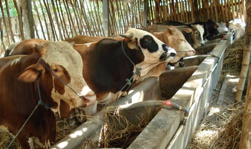 Kebutuhan Zat Makanan Dalam Pakan Ternak Sapi | Tips Petani