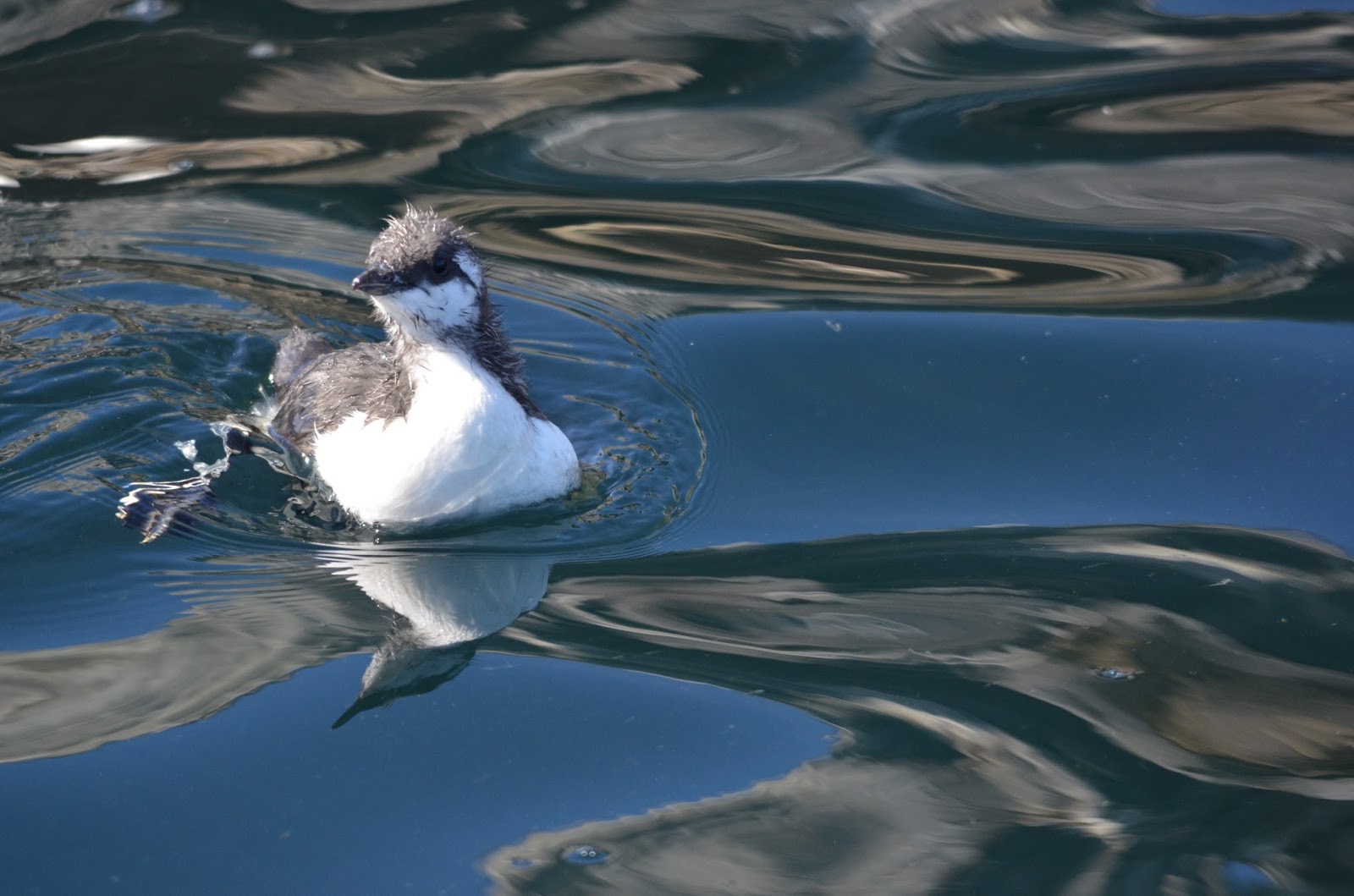 The Jumplings are Jumping - Serenity Farne Islands Boat Tours and Trips