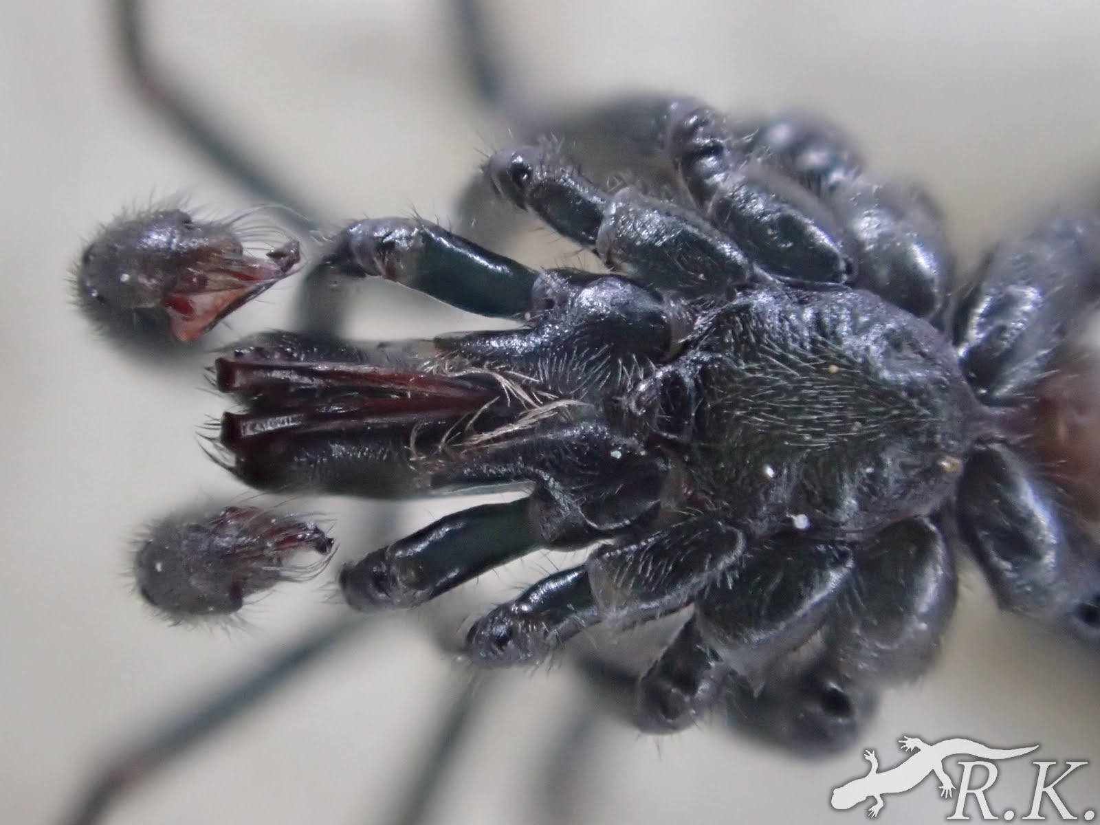 小さな隣人たちの世界: ワスレナグモ Calommata signata Karsch, 1879