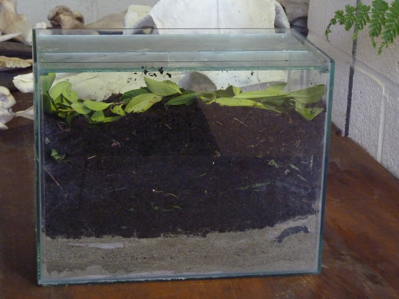 Islay Natural History Trust: New Wormery