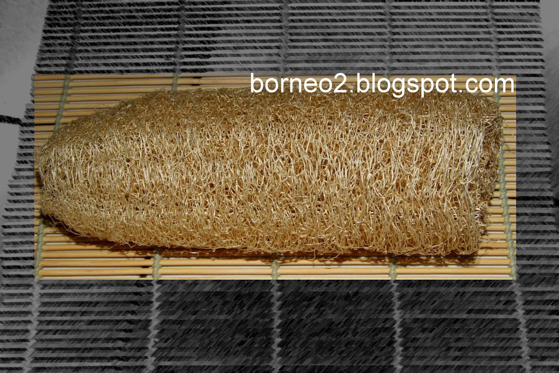 Borneo Island, Awaken To A Different World: Luffa Sponge - L ...