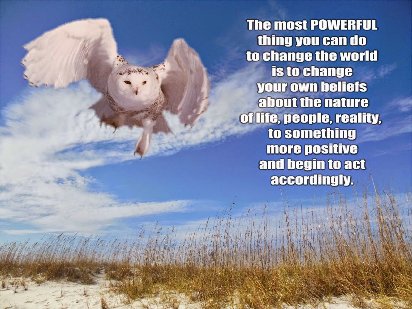 The Mind of Aquarius: OWL WISDOM