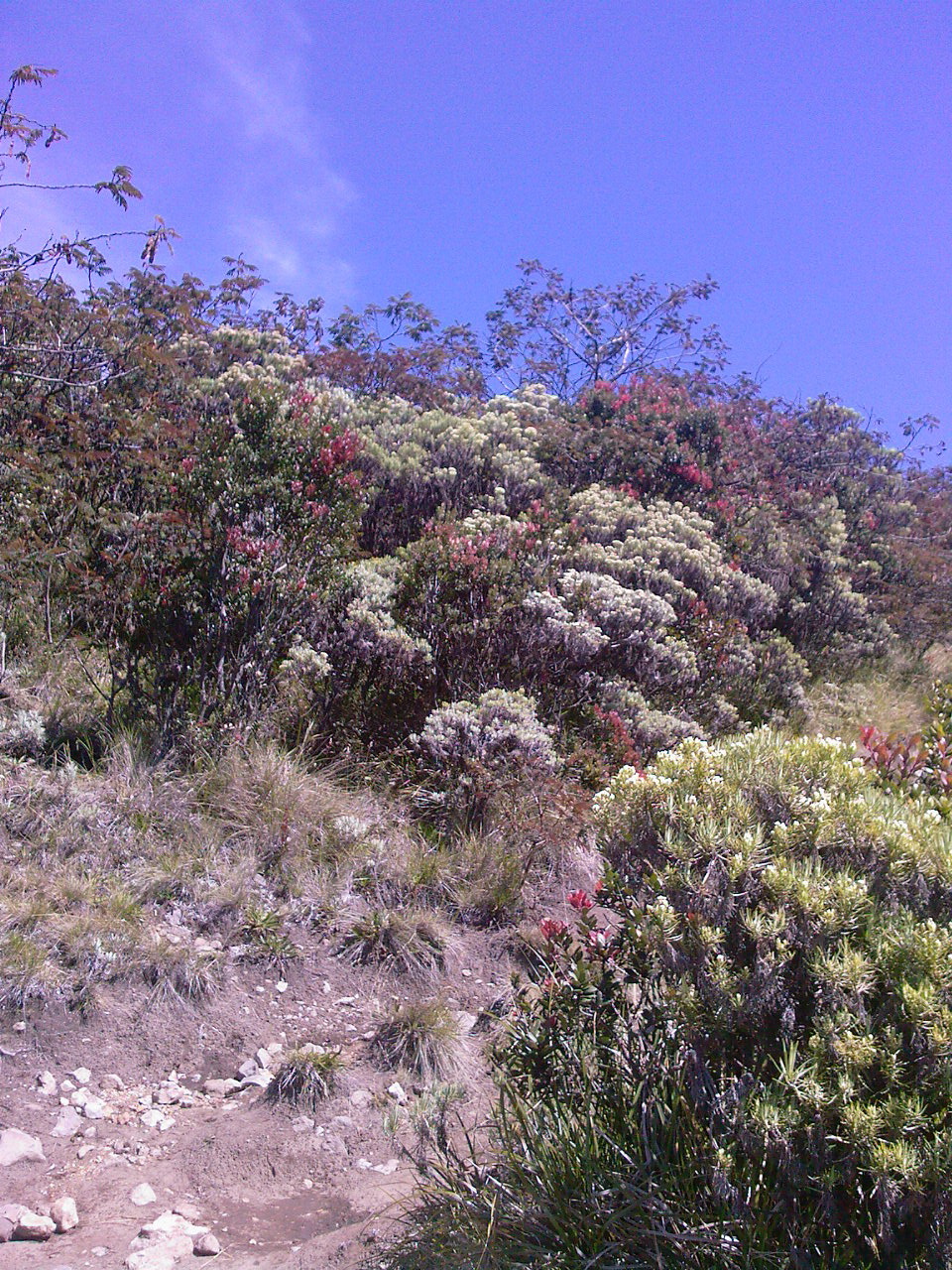 Bunga Edelweis - Bunga abadi ~ Rimbarga Di Kalbu