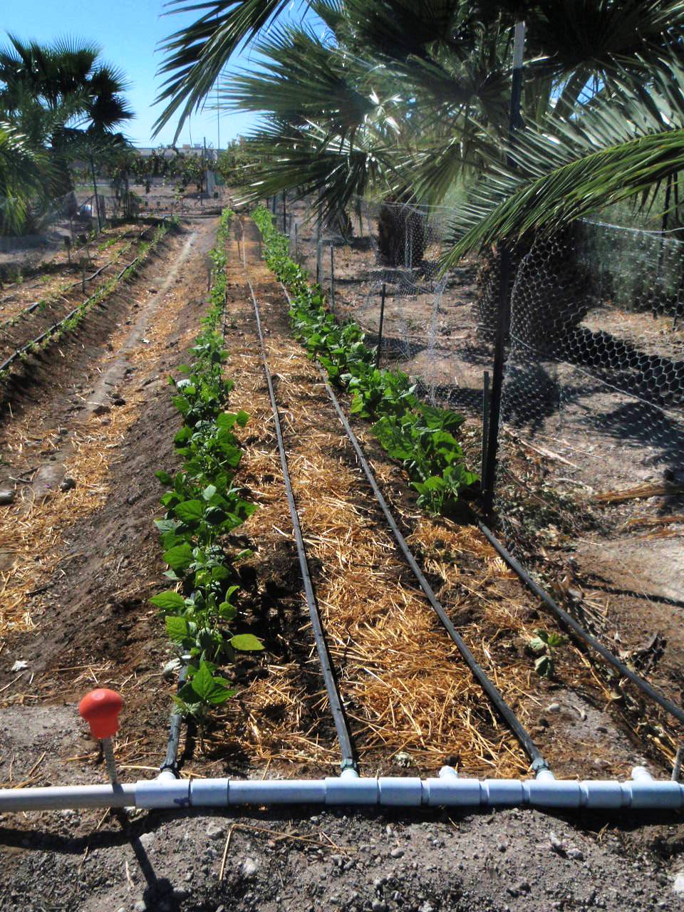 Xtremehorticulture of the Desert: I Like Raised Beds But You Dont Need ...