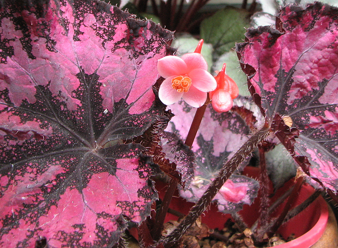 Bush Bernie's Blog: Flower Flaunt Friday ... On A Warm Spring Day.