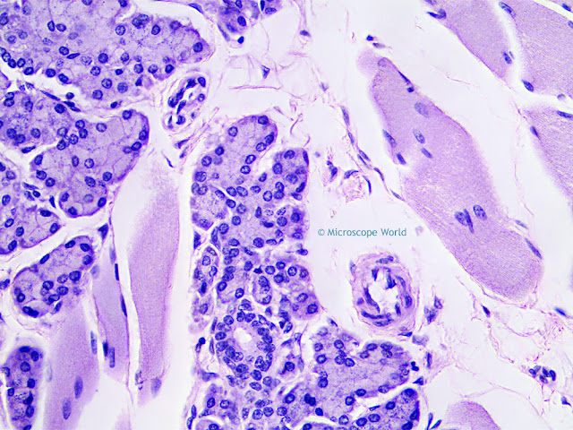 Microscope World Blog: Tongue Taste Buds under the Microscope
