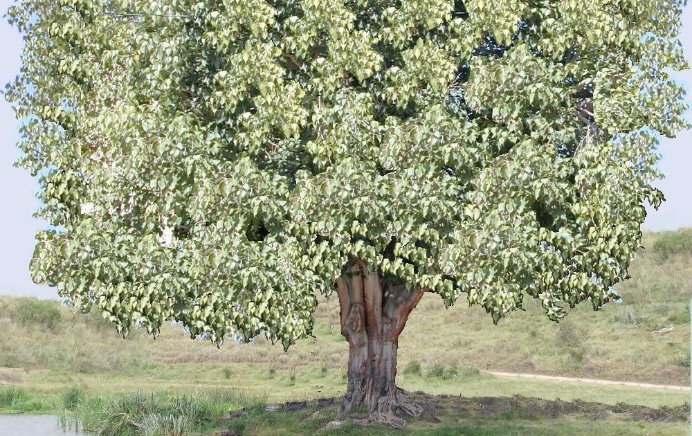 the great four trees of the religions: al(banyan) aththi(fig) arasu ...