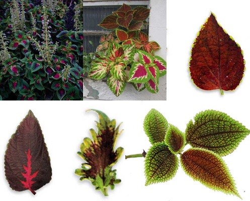 Science in Nature: INDIGENOUS MEDICINAL PLANTS AND PRACTICES IN ...