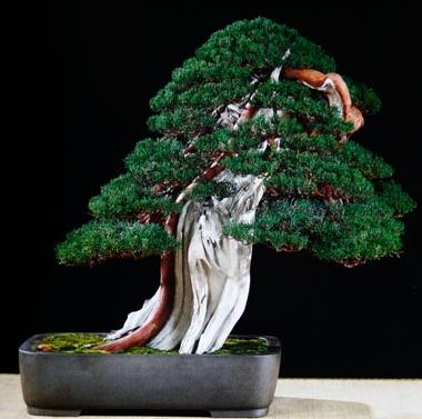 Shari Bonsai style (Sharimiki) - About Bonsai
