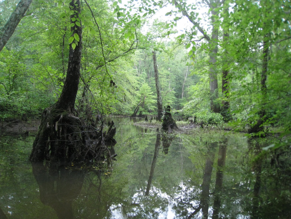 Walk Across Virginia: Dragon Run with Teta Kain