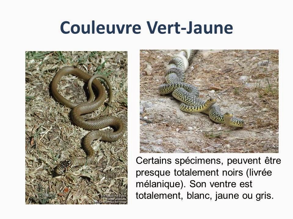 Images Serpents En France – Univers Reptiles