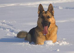 The dog in world: The most ferocious dogs