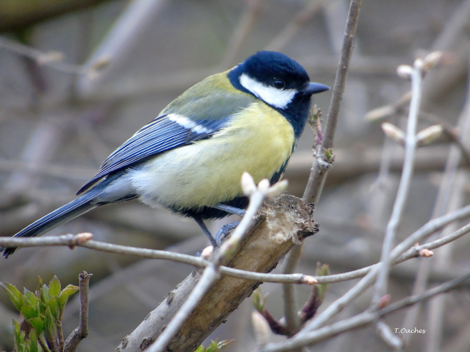 PASARI DIN ROMANIA: PITIGOI MARE, Parus major