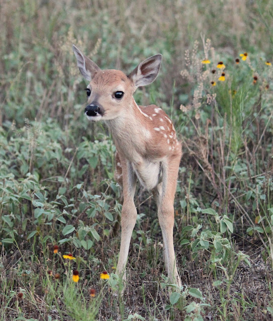 A Photographic Promenade: A Fearless Fawn