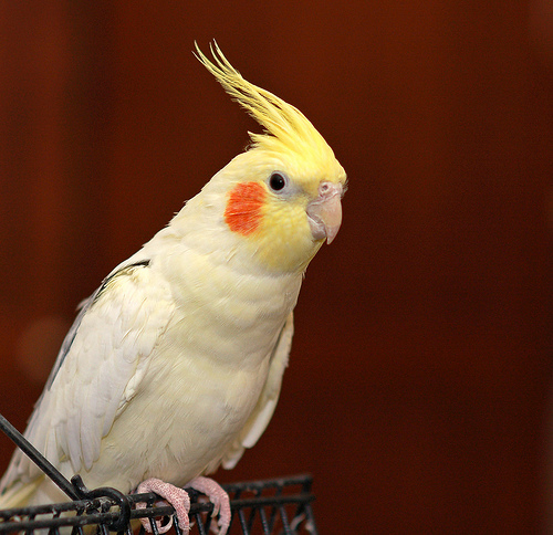 Calopsita ~ Animal News