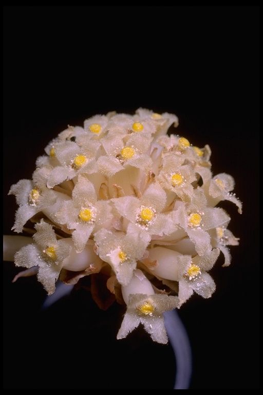 Real Monstrosities: Gnome Plant