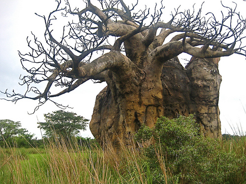 Gardens of my Life: BAOBÁ, Living witness to History