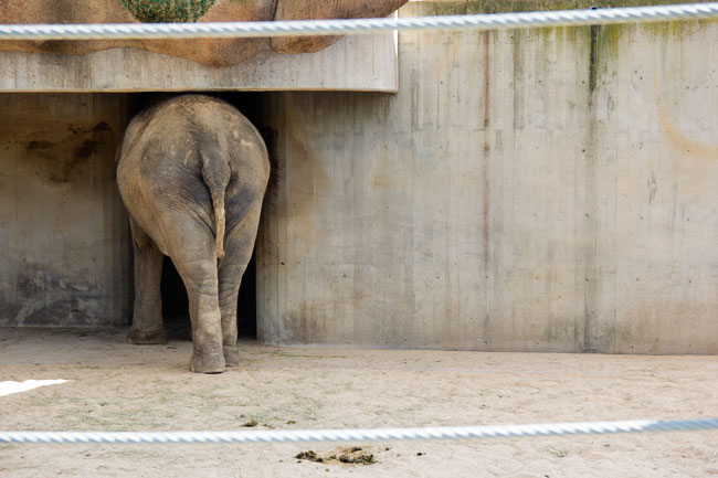 AUULLIDOS por LOBOLOPEZZ: #60. ANIMALADA - BEASTLY